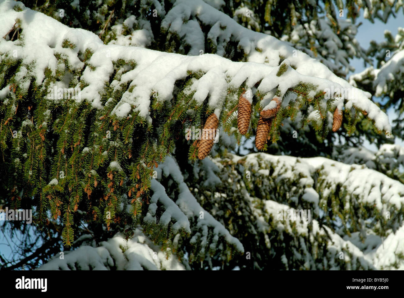 Snowy fir tree branches in the French Alps, France Stock Photo - Alamy