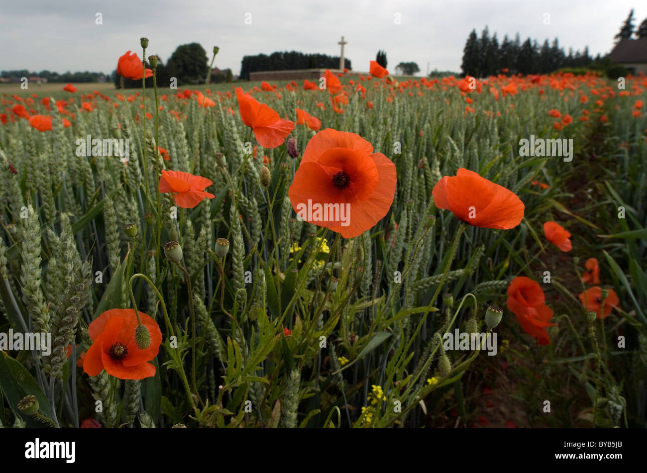 First world war battlefield poppies hi-res stock photography and images ...