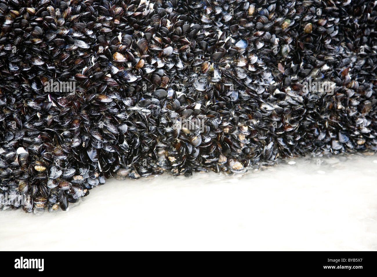 Shellfish Growing On Rocks High Resolution Stock Photography and Images ...