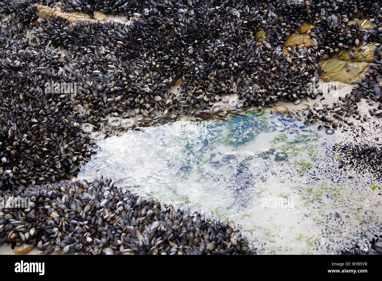 Mussels on beach hi-res stock photography and images - Alamy
