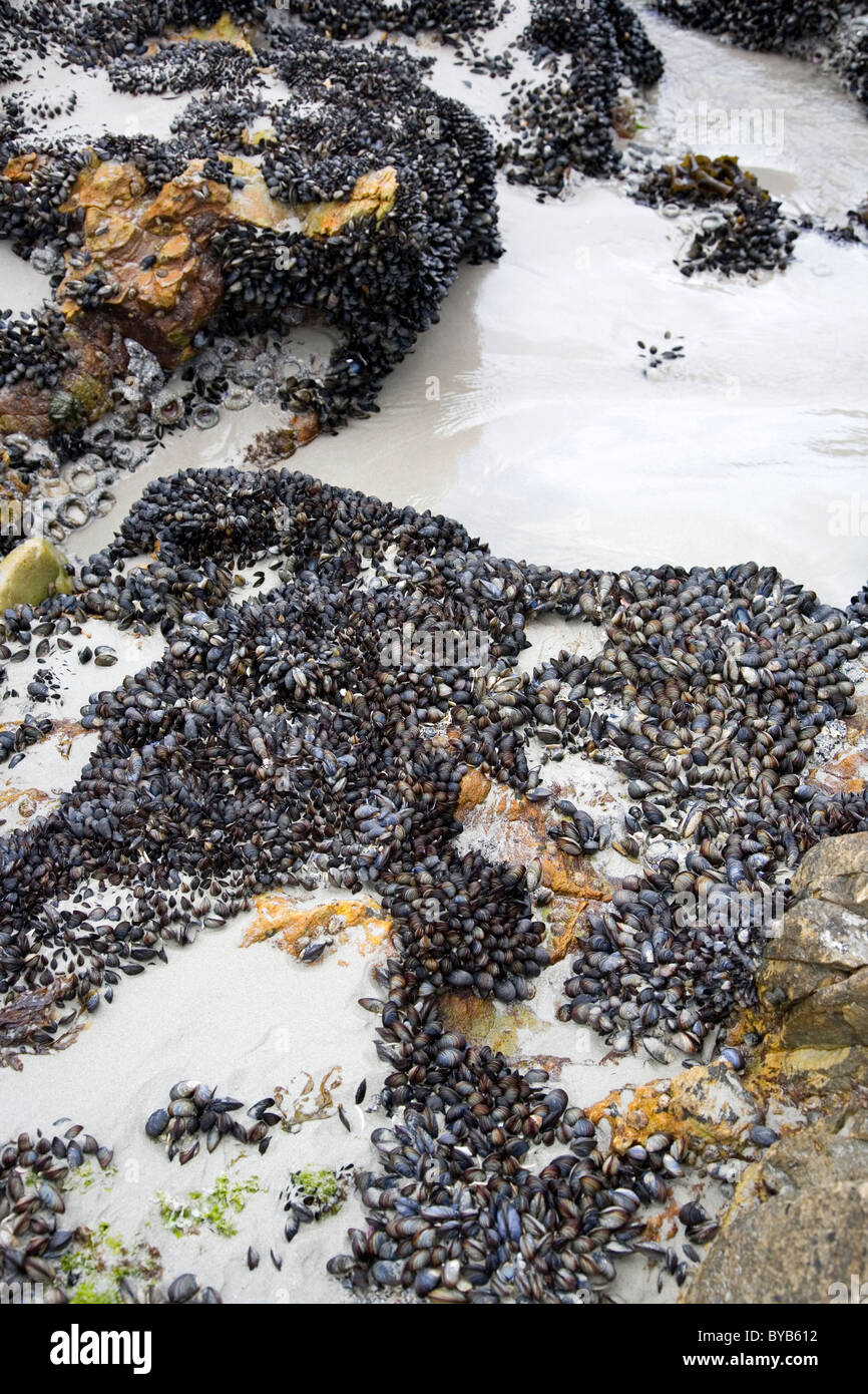 Mussels on beach rocks at Hermanus - Cape Stock Photo - Alamy