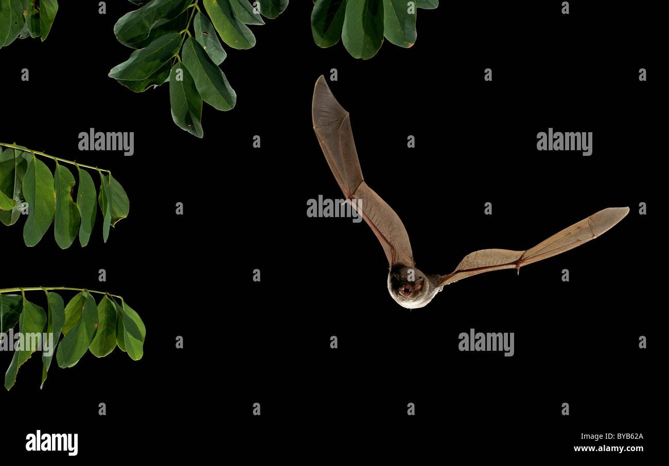 Common Bent-wing Bat or Schreiber's Long-Fingered Bat (Miniopterus ...