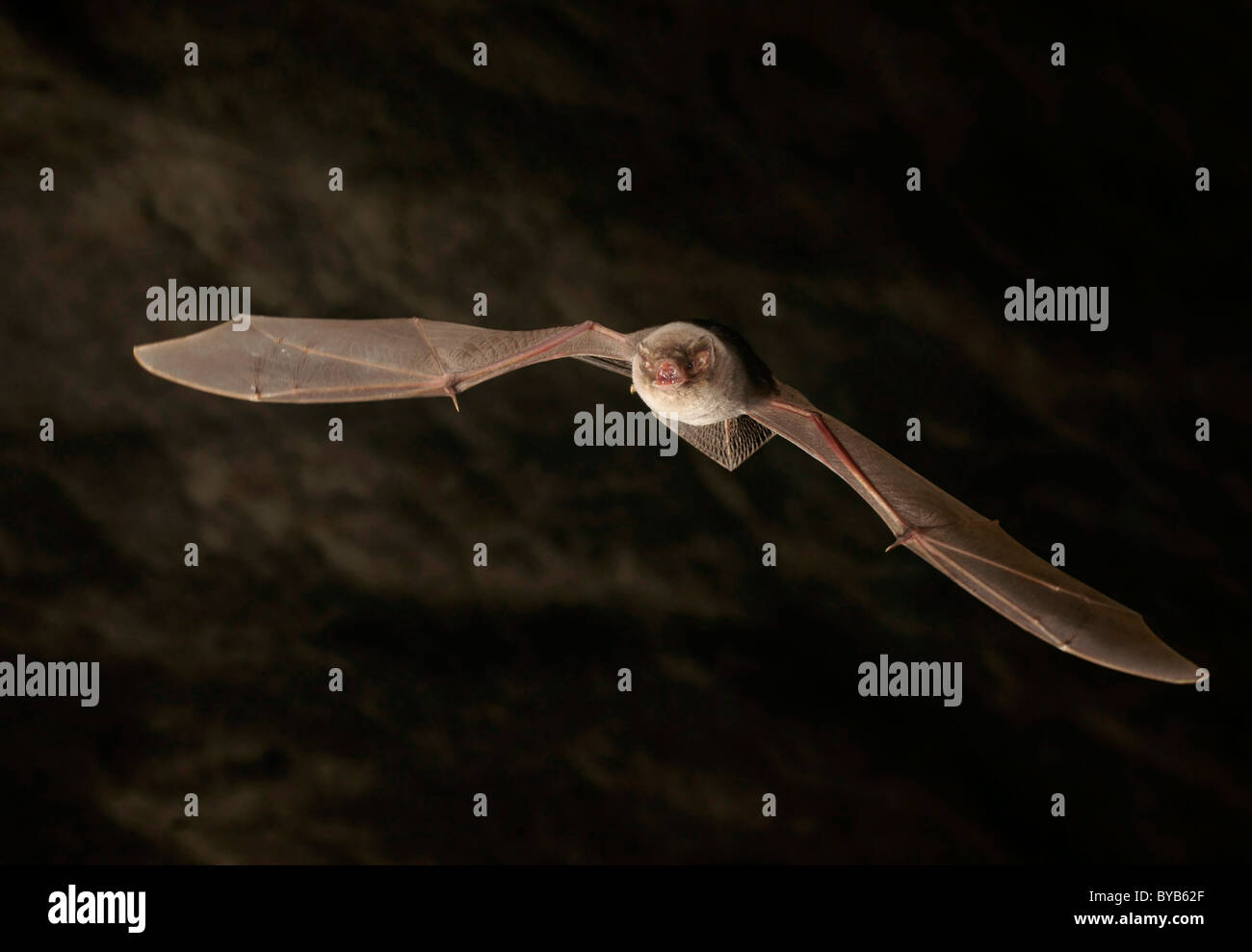 Common Bent-wing Bat or Schreiber's Long-Fingered Bat (Miniopterus ...