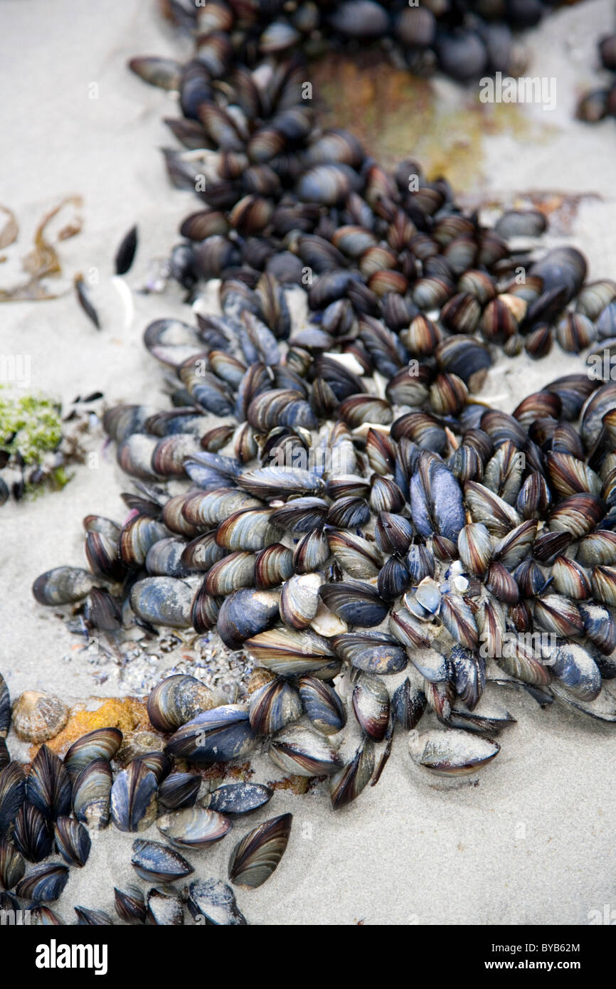 Rock mytilus edulis hi-res stock photography and images - Alamy