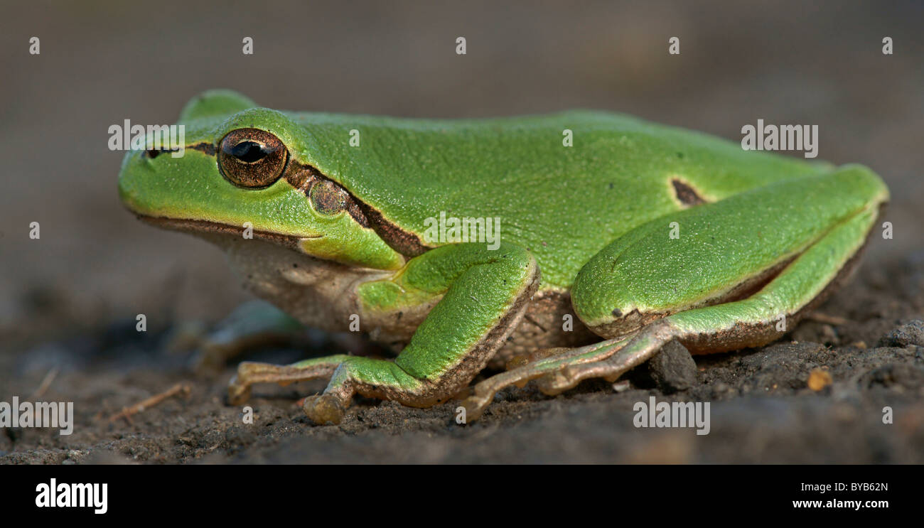 European Tree Frog (Hyla arborea Stock Photo - Alamy