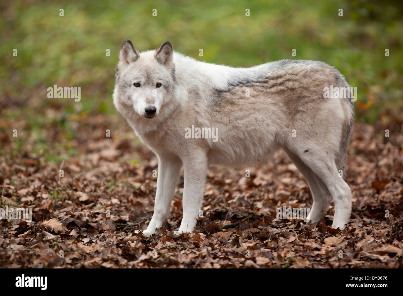 Eastern wolf or Eastern Canadian Wolf (Canis lupus lycaon Stock Photo ...