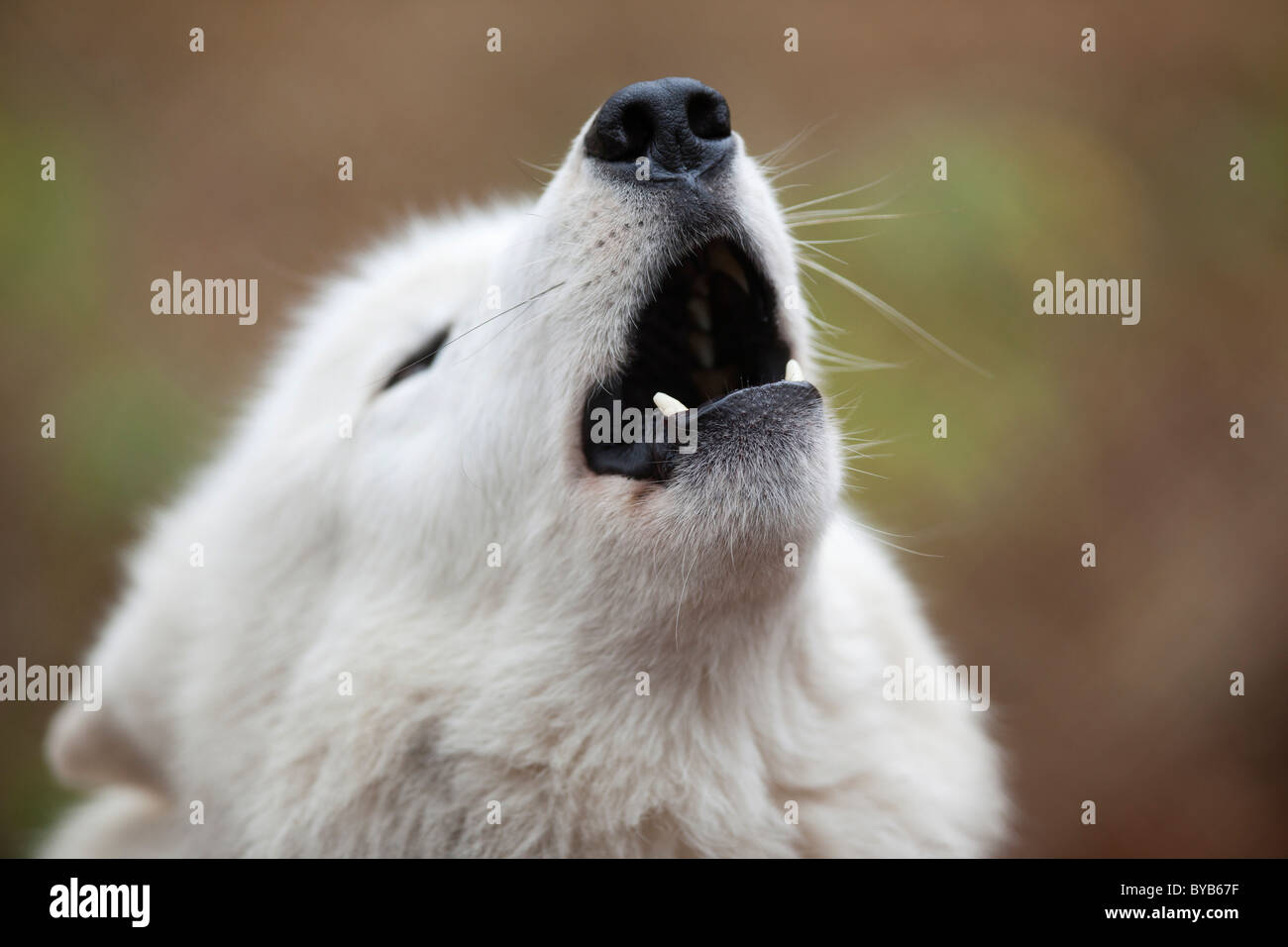 Wolves howling hi-res stock photography and images - Alamy