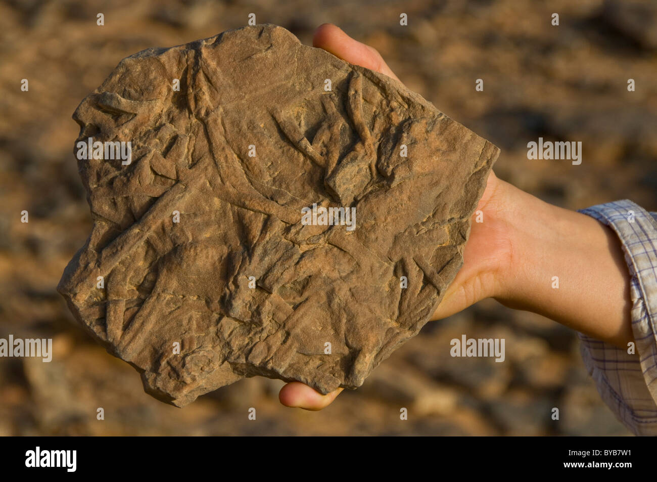 Geologically very old plants hi-res stock photography and images - Alamy