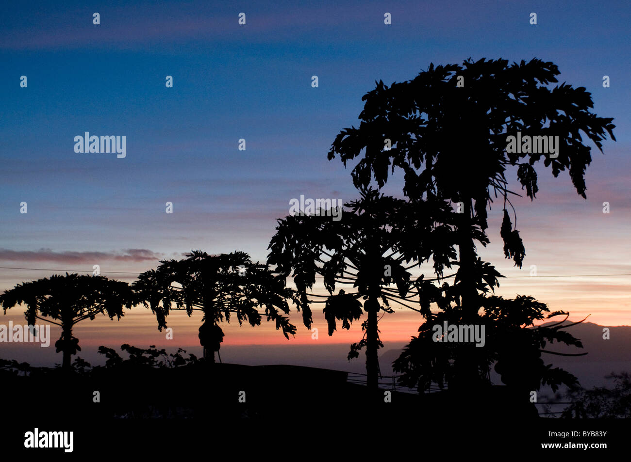 Trees in sunset, Fogo, Cabo Verde, Cape Verde, Africa Stock Photo - Alamy