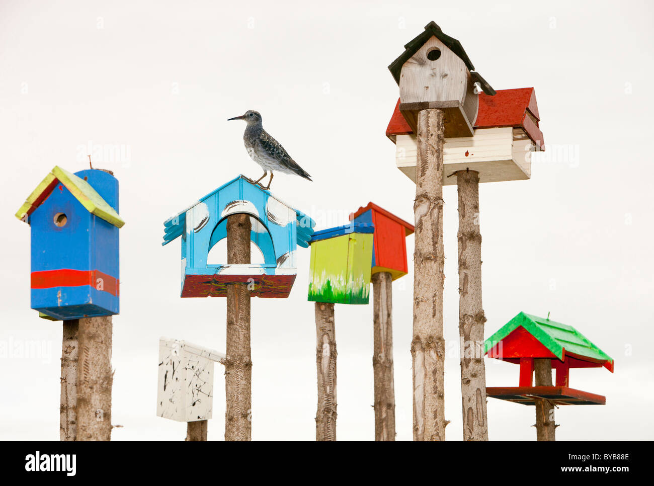 Colourful bird nest box hi-res stock photography and images - Alamy