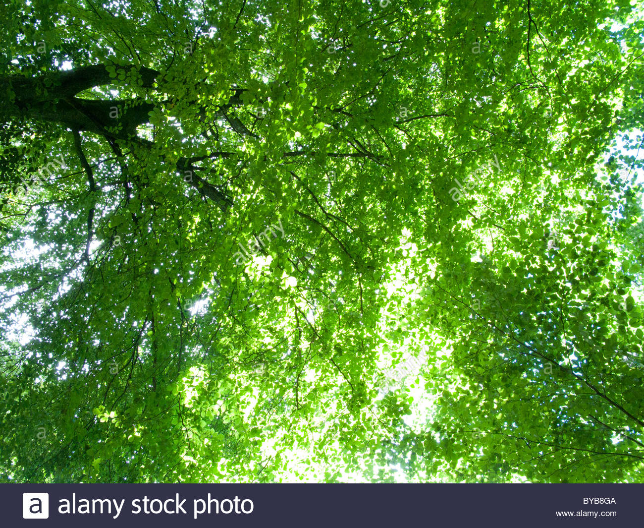 Green Tree Stock Photos & Green Tree Stock Images - Alamy