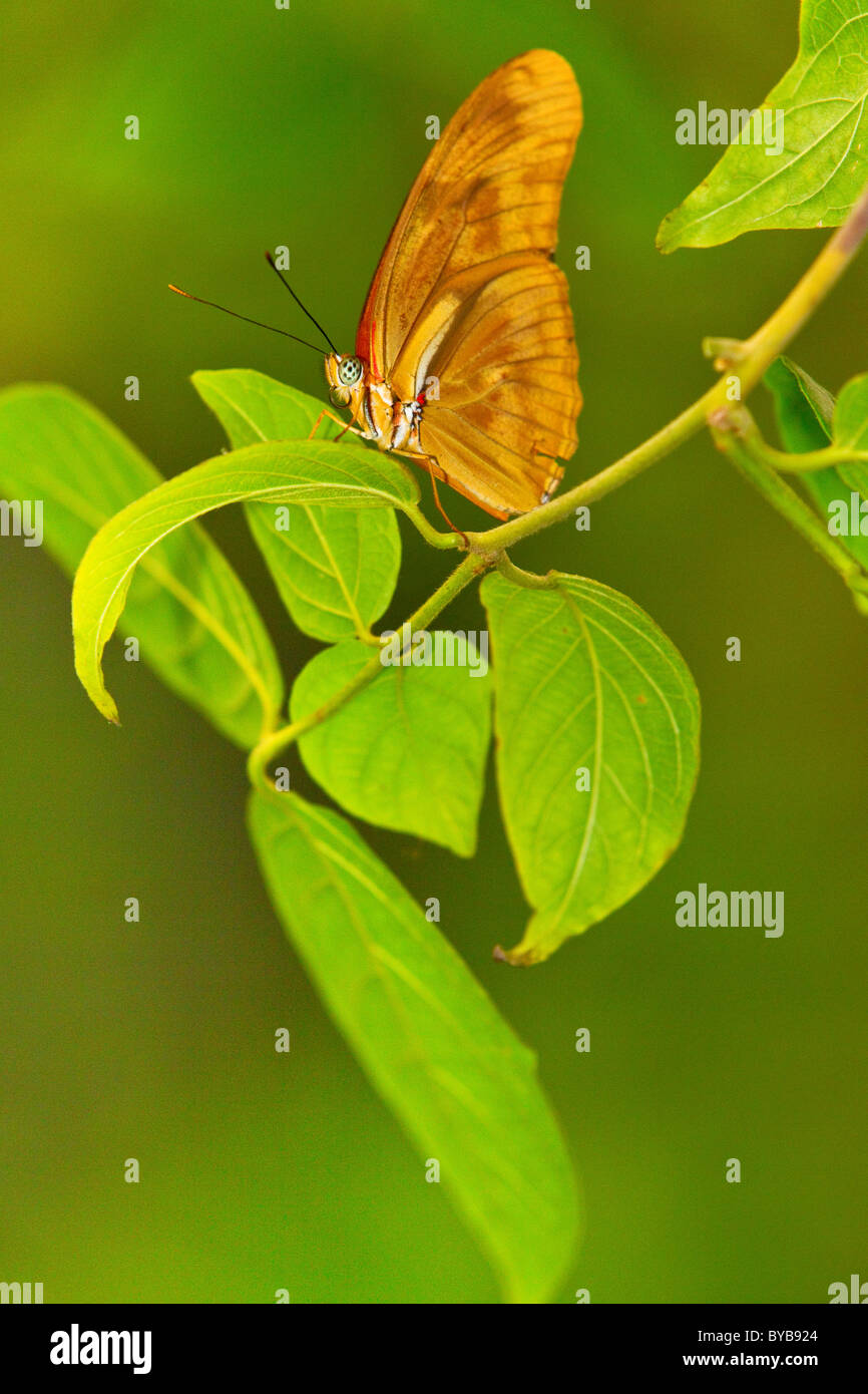 Iulia hi-res stock photography and images - Alamy