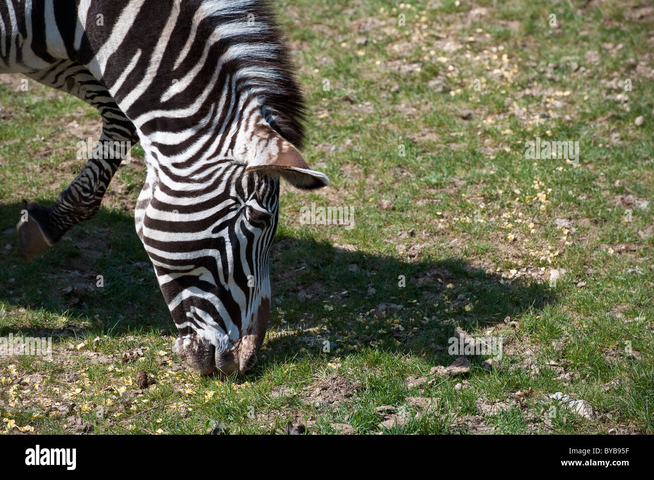 Zerba hi-res stock photography and images - Alamy