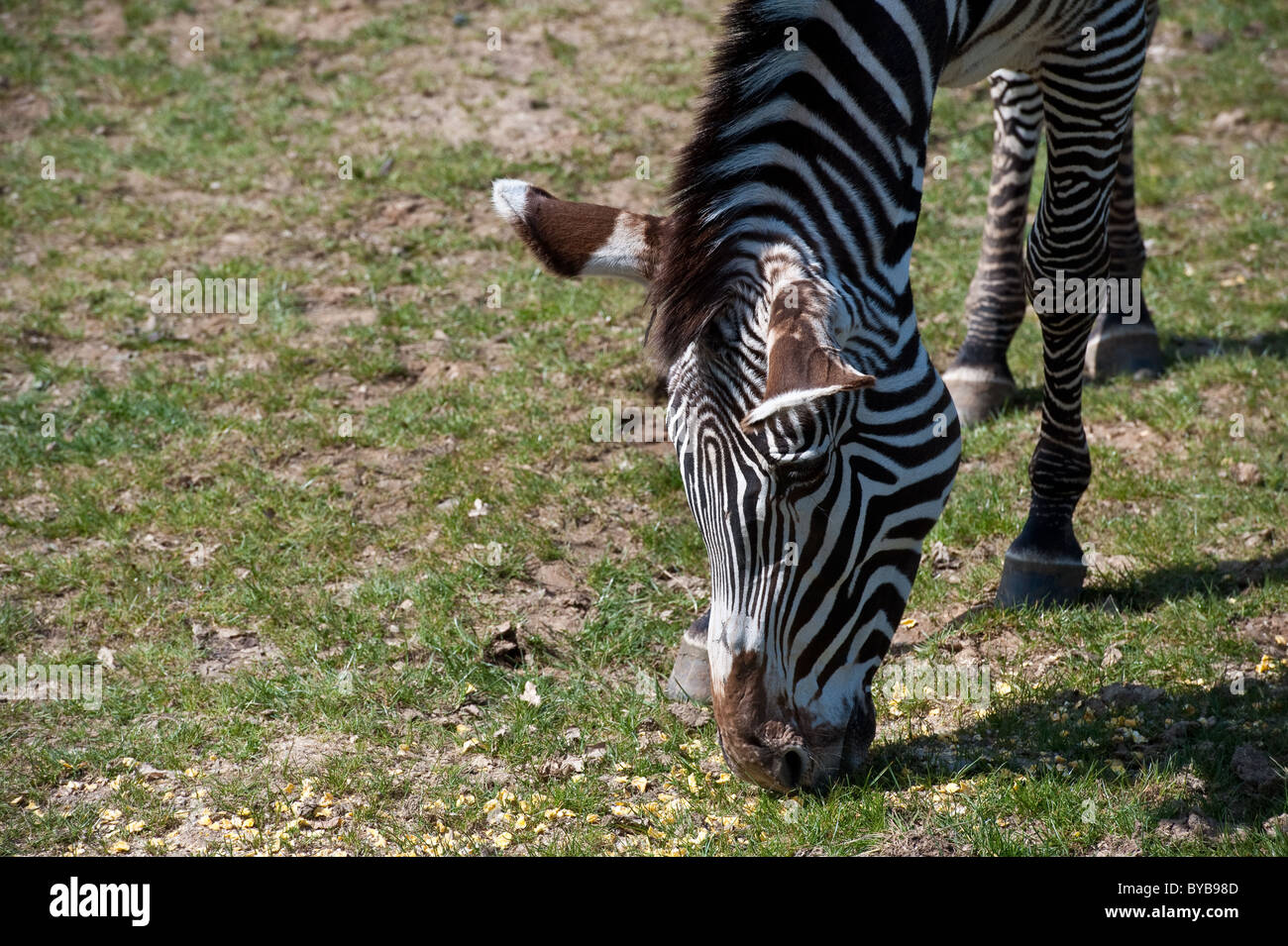 Headshot of captive Zerba grazing Stock Photo - Alamy
