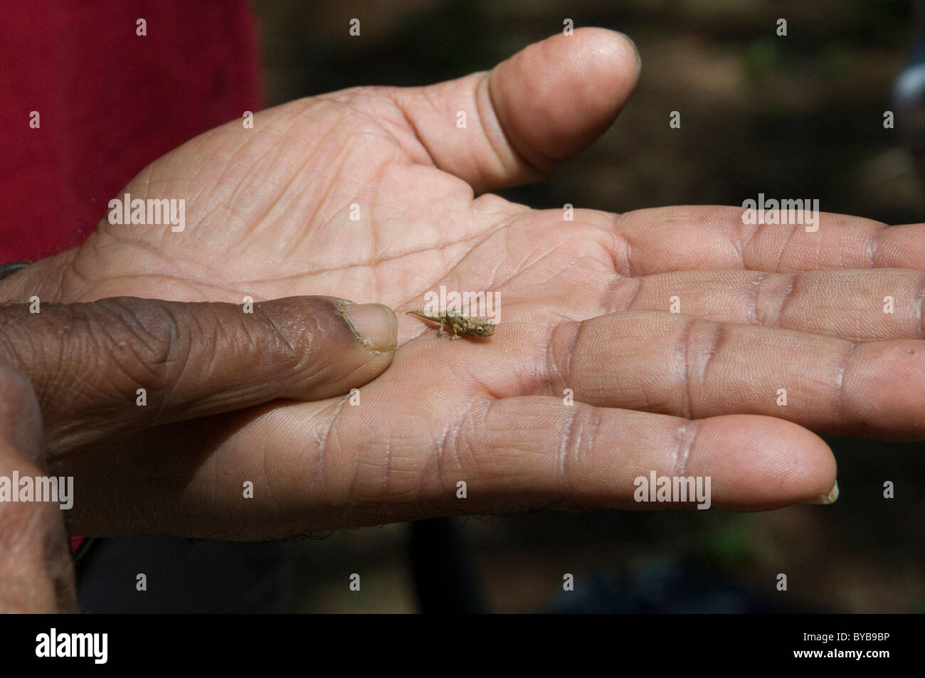 Madagascan dwarf chameleon brookesia minima hi-res stock photography ...