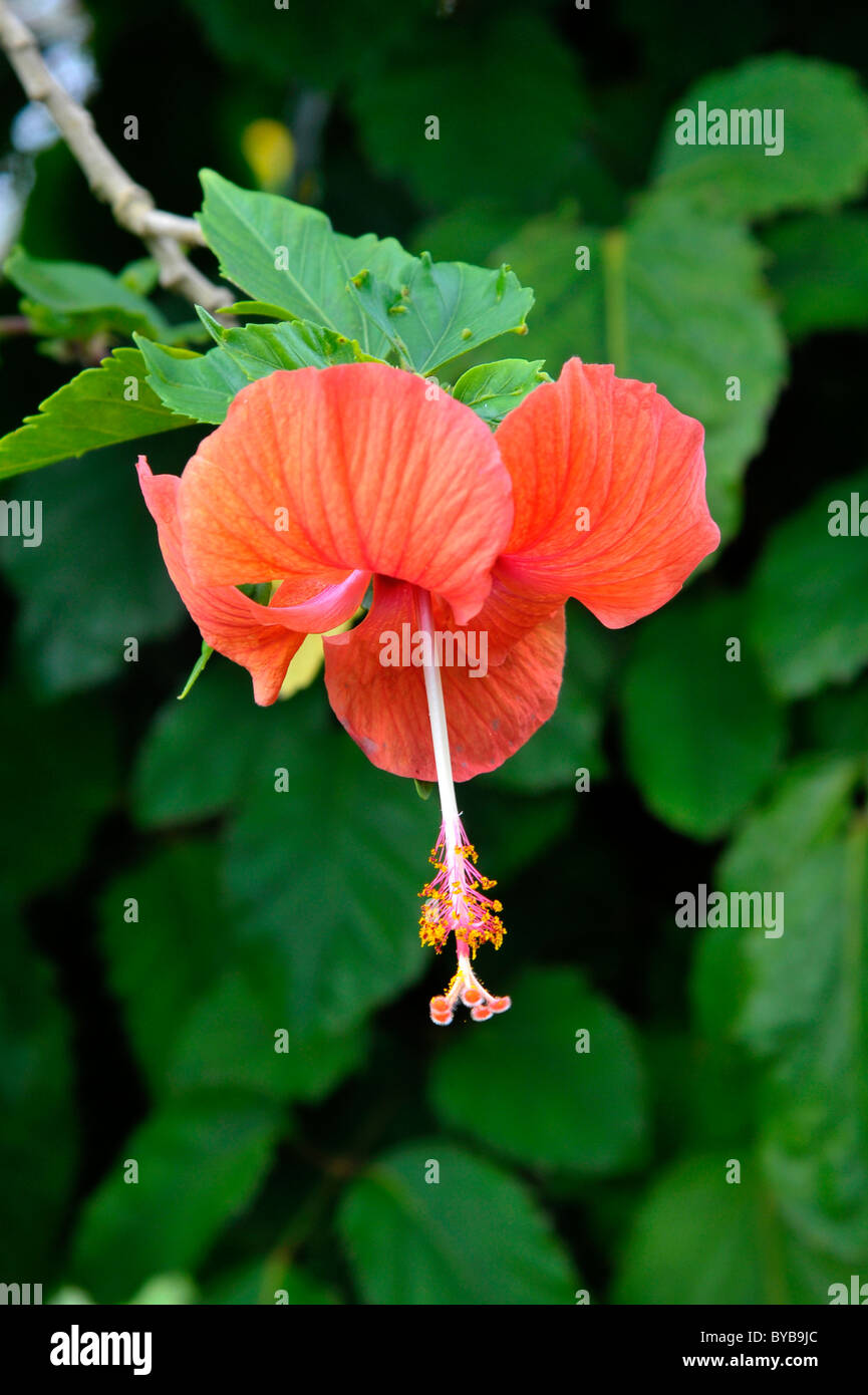 Orange Hibiscus Hawaii State Flower Maui Stock Photo - Alamy