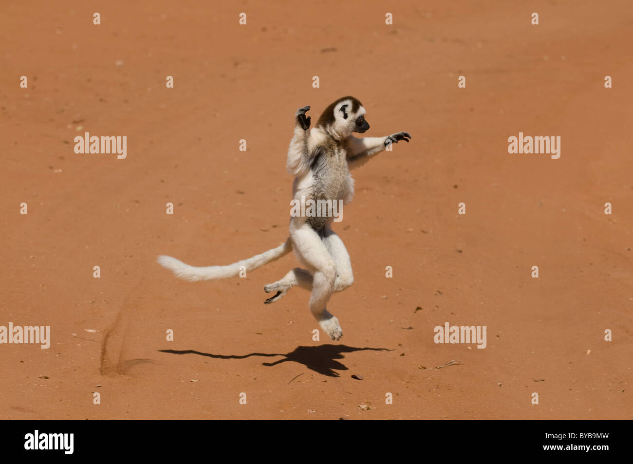 Jump Verreauxs Sifaka High Resolution Stock Photography and Images - Alamy