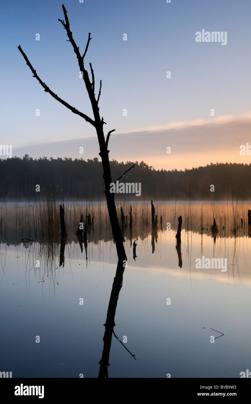 Sunrise on a lake with dead trees in the Mueritz National Park ...