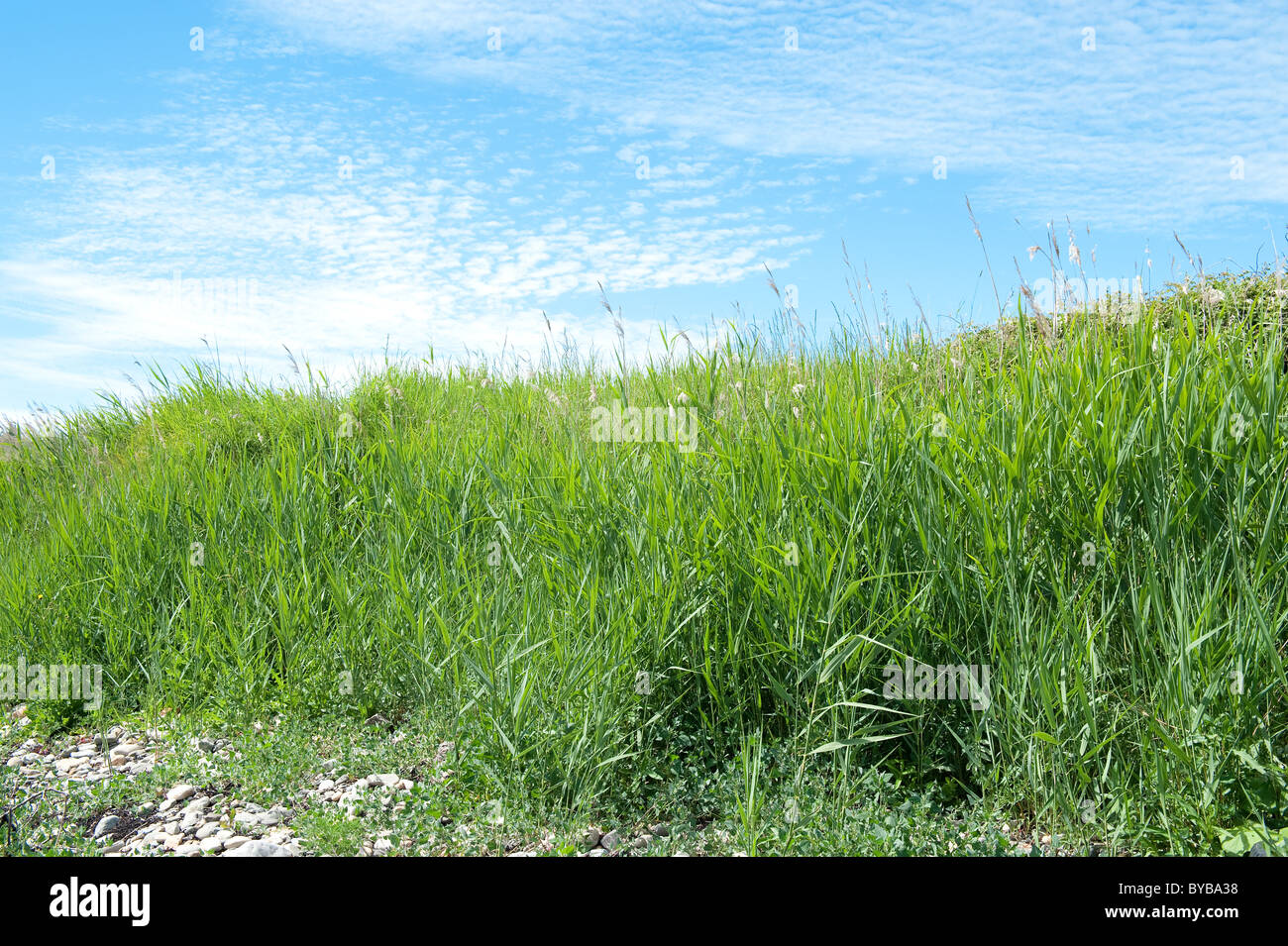 Very nice view on the green grass and blue sky Stock Photo - Alamy