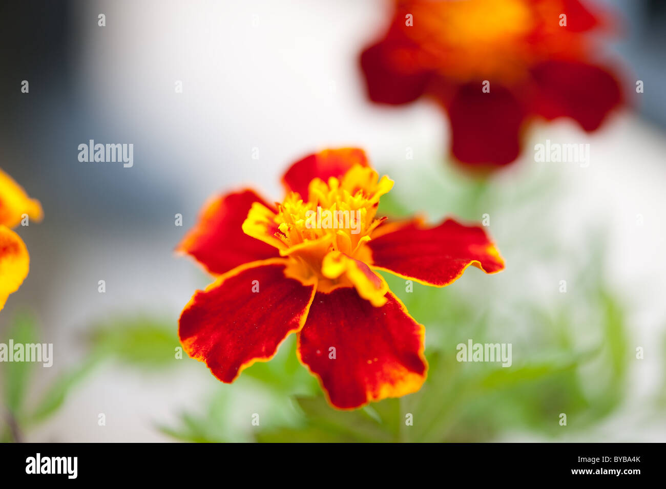 Red Orange Flower Names