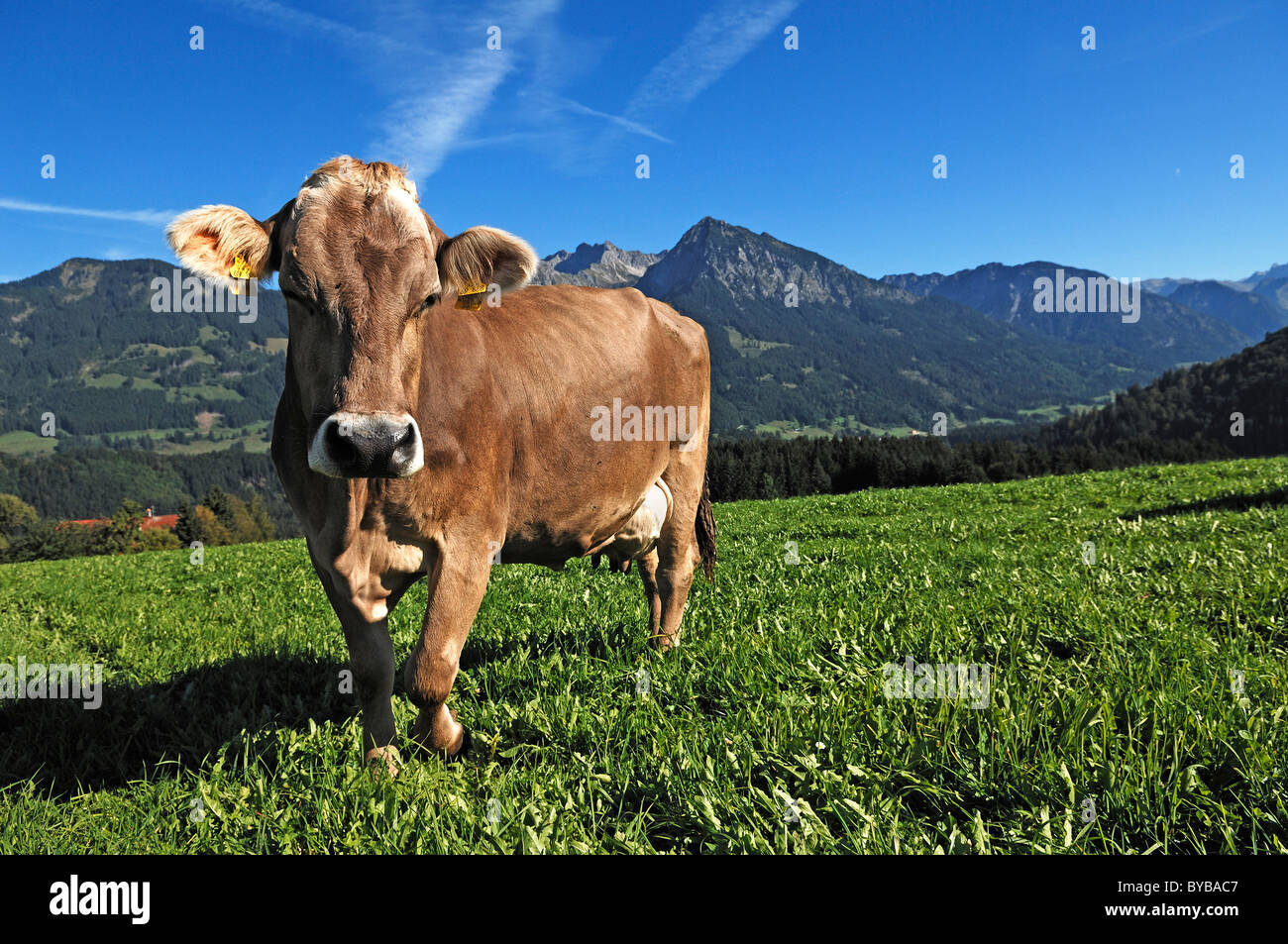 Cow looking back hi-res stock photography and images - Alamy