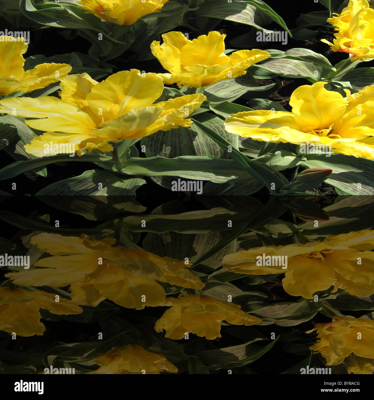 Flower mirror background Stock Photo - Alamy