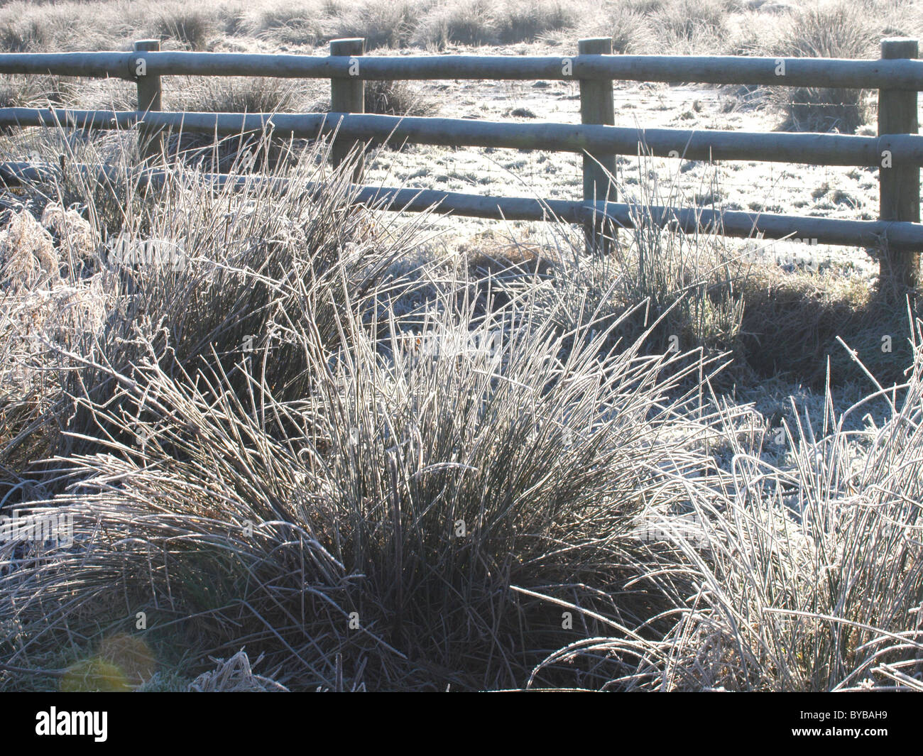 Tuft clump hi-res stock photography and images - Alamy