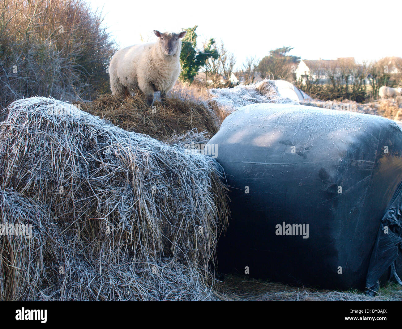 Sheep standing on a heap of hay, UK Stock Photo - Alamy