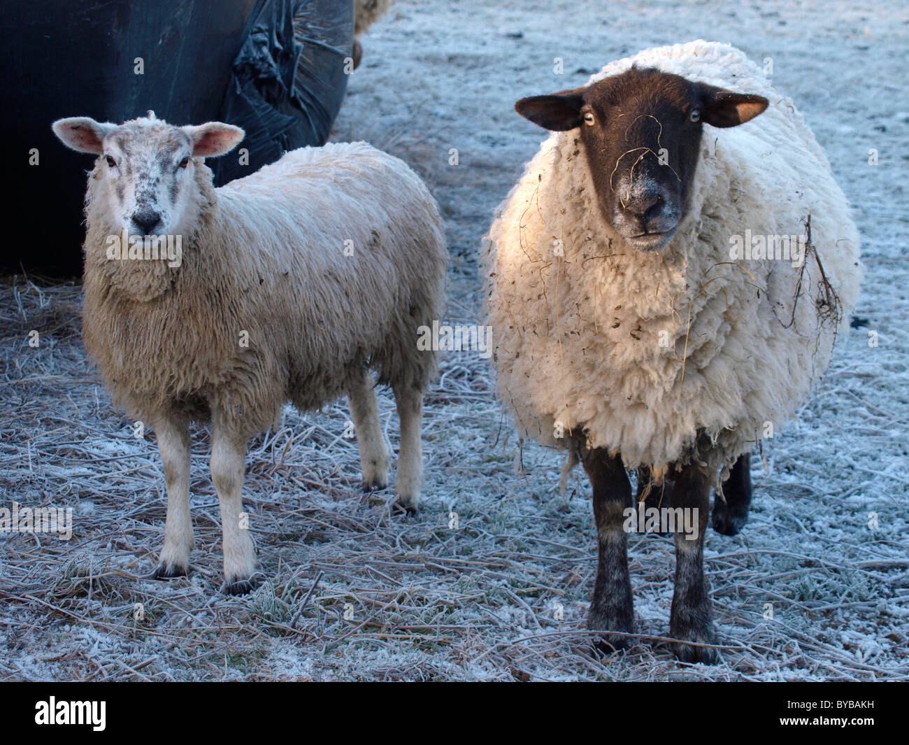 Black Sheep Small Black Sheep High Resolution Stock Photography and ...