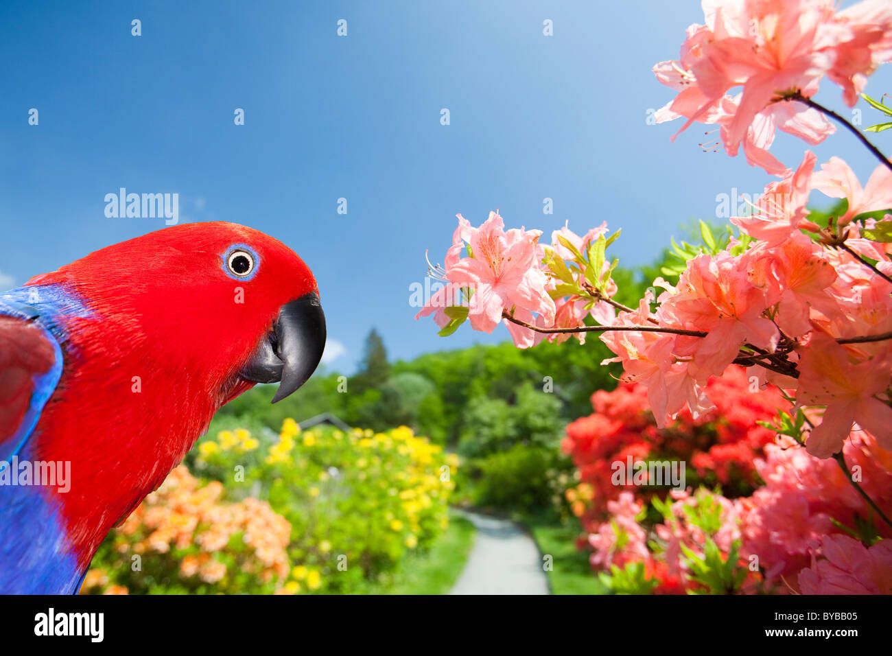 Azaleas flowering with a male Eclectus Parrot Stock Photo - Alamy