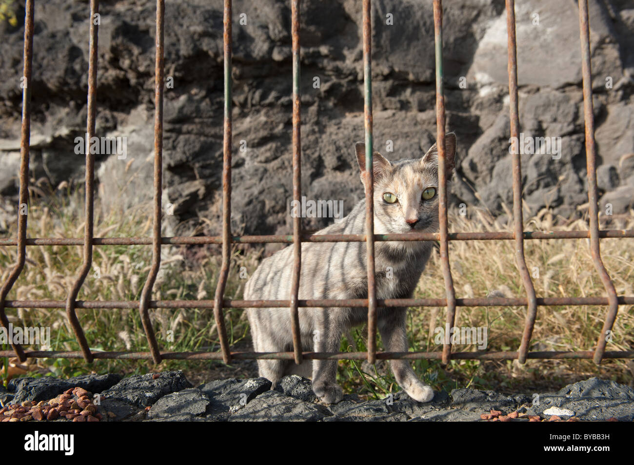 Cats and creatures hi-res stock photography and images - Alamy