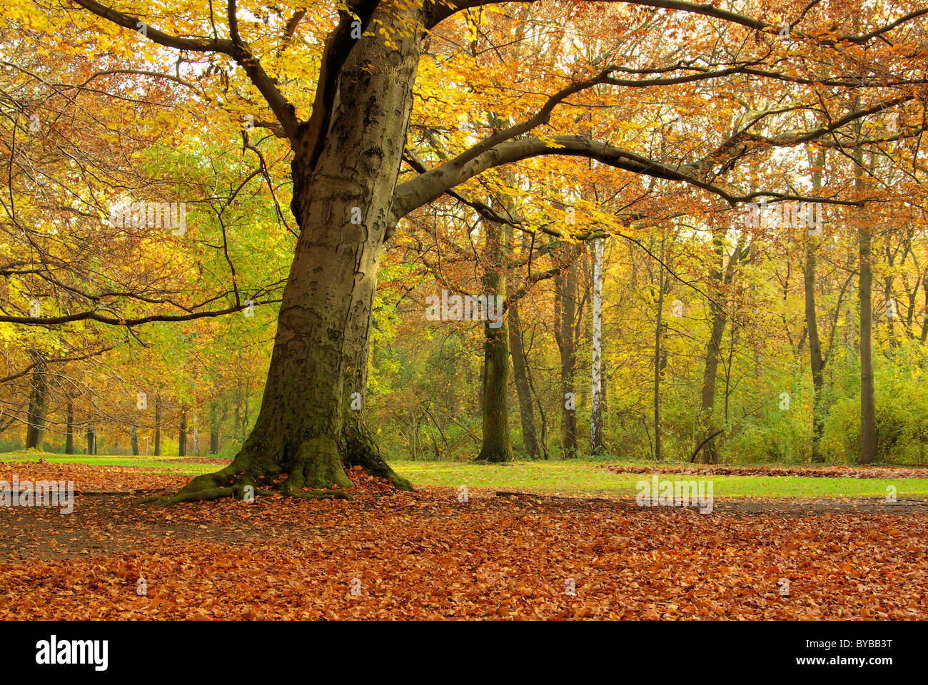 Buche blatt hi-res stock photography and images - Alamy