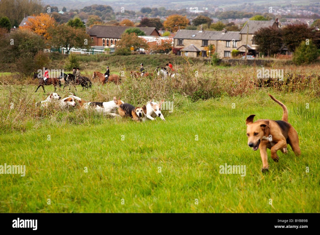 Scent hounds hi-res stock photography and images - Alamy