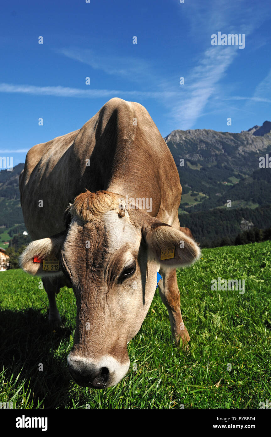 Allgaeu eat hi-res stock photography and images - Alamy
