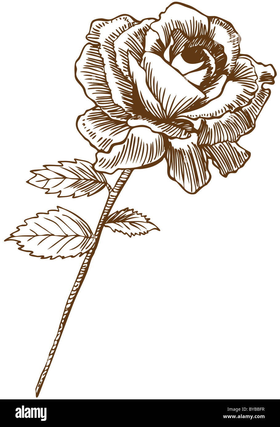An image of a hand drawn rose Stock Photo - Alamy