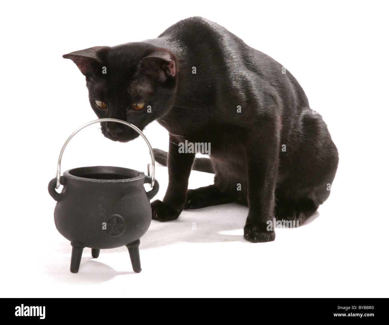Cat in cooking pot hi-res stock photography and images - Alamy
