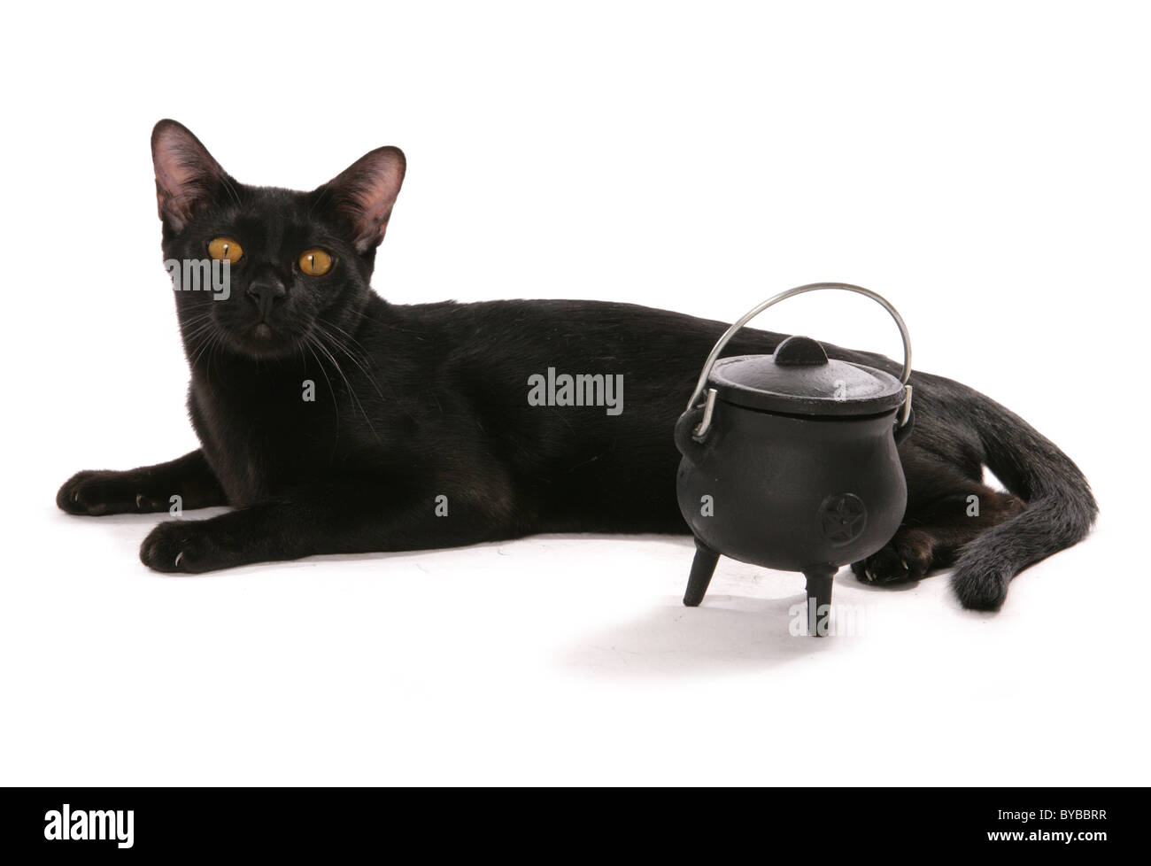 Cat in cooking pot hi-res stock photography and images - Alamy