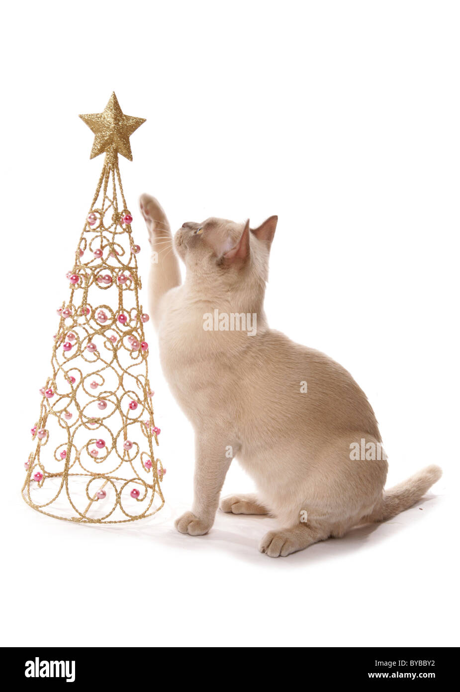 burmese cat pointing to christmas decoration portrait in a studio Stock ...