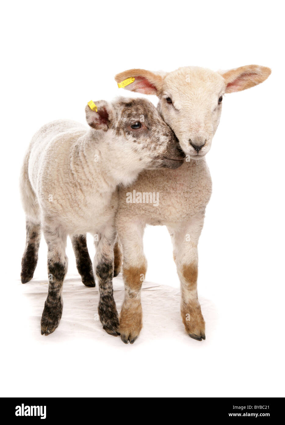 Suffolk cross sheep hi-res stock photography and images - Alamy