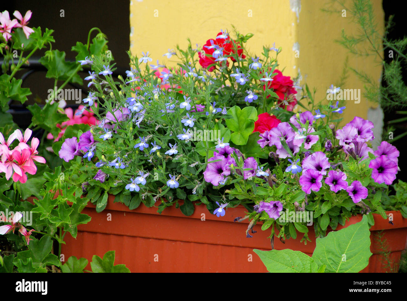 Gerania hi-res stock photography and images - Alamy