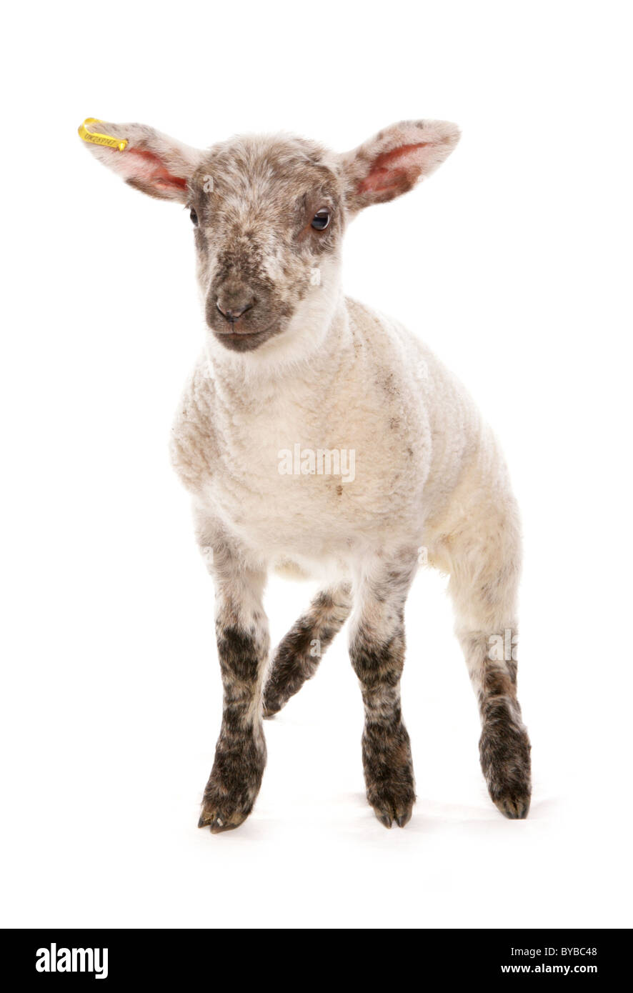 Suffolk Cross Sheep High Resolution Stock Photography and Images - Alamy