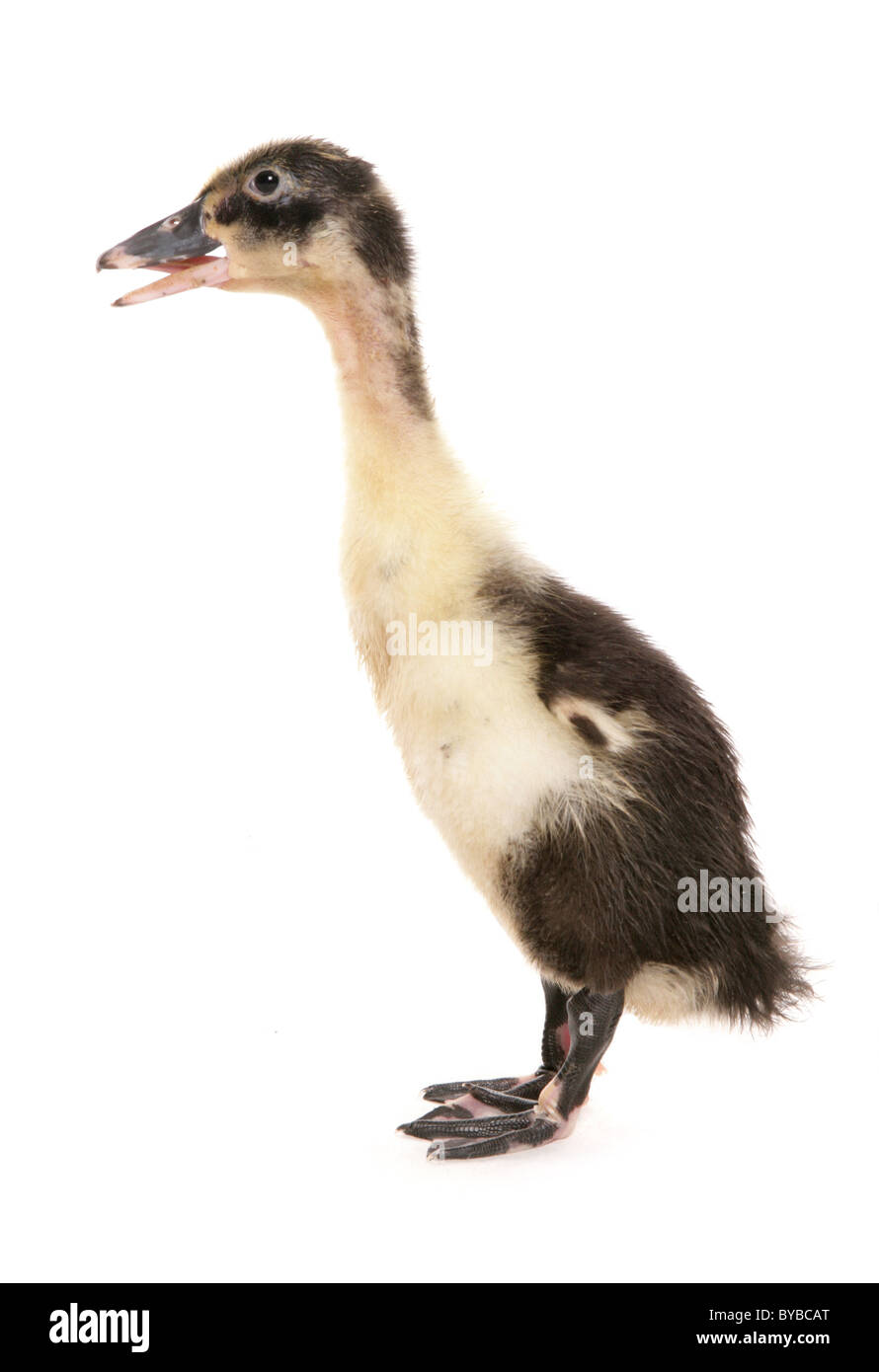 Female indian runner duck hi-res stock photography and images - Alamy