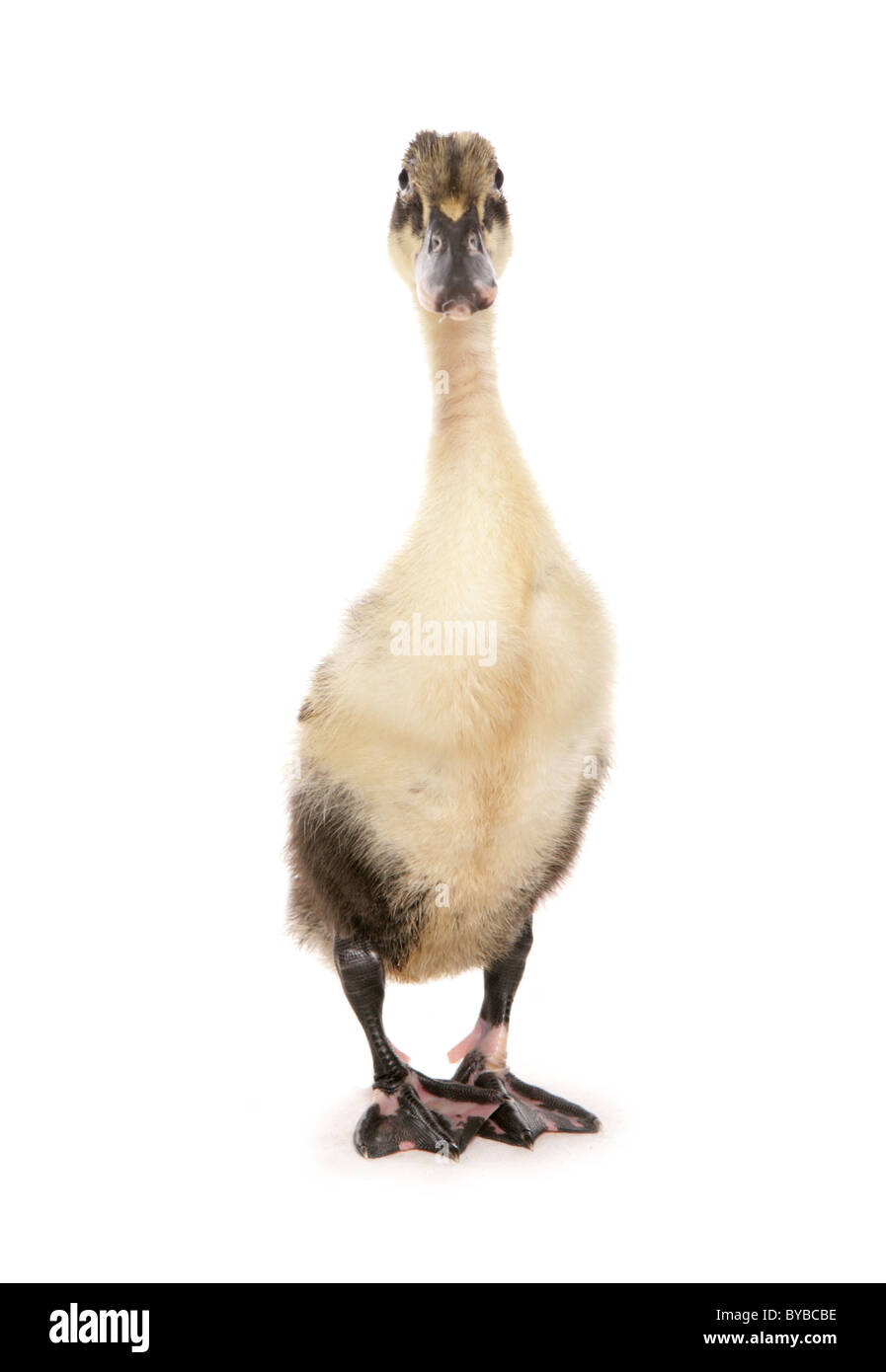 Female indian runner duck hi-res stock photography and images - Alamy