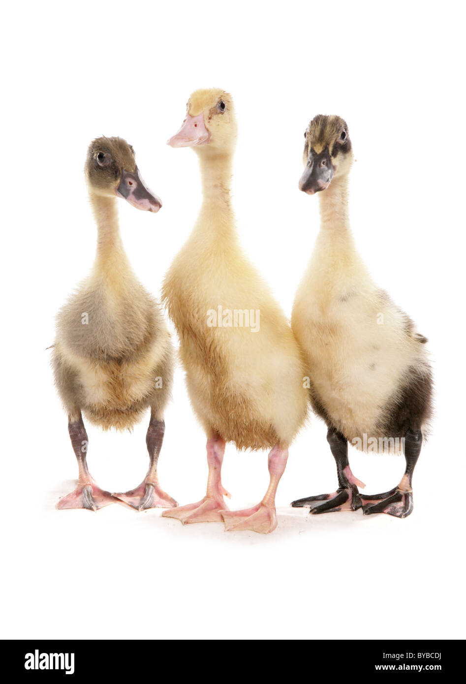 Black indian runner ducks hi-res stock photography and images - Alamy