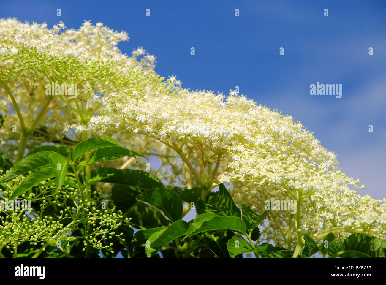 Holunder Blüte - elder flower 20 Stock Photo - Alamy