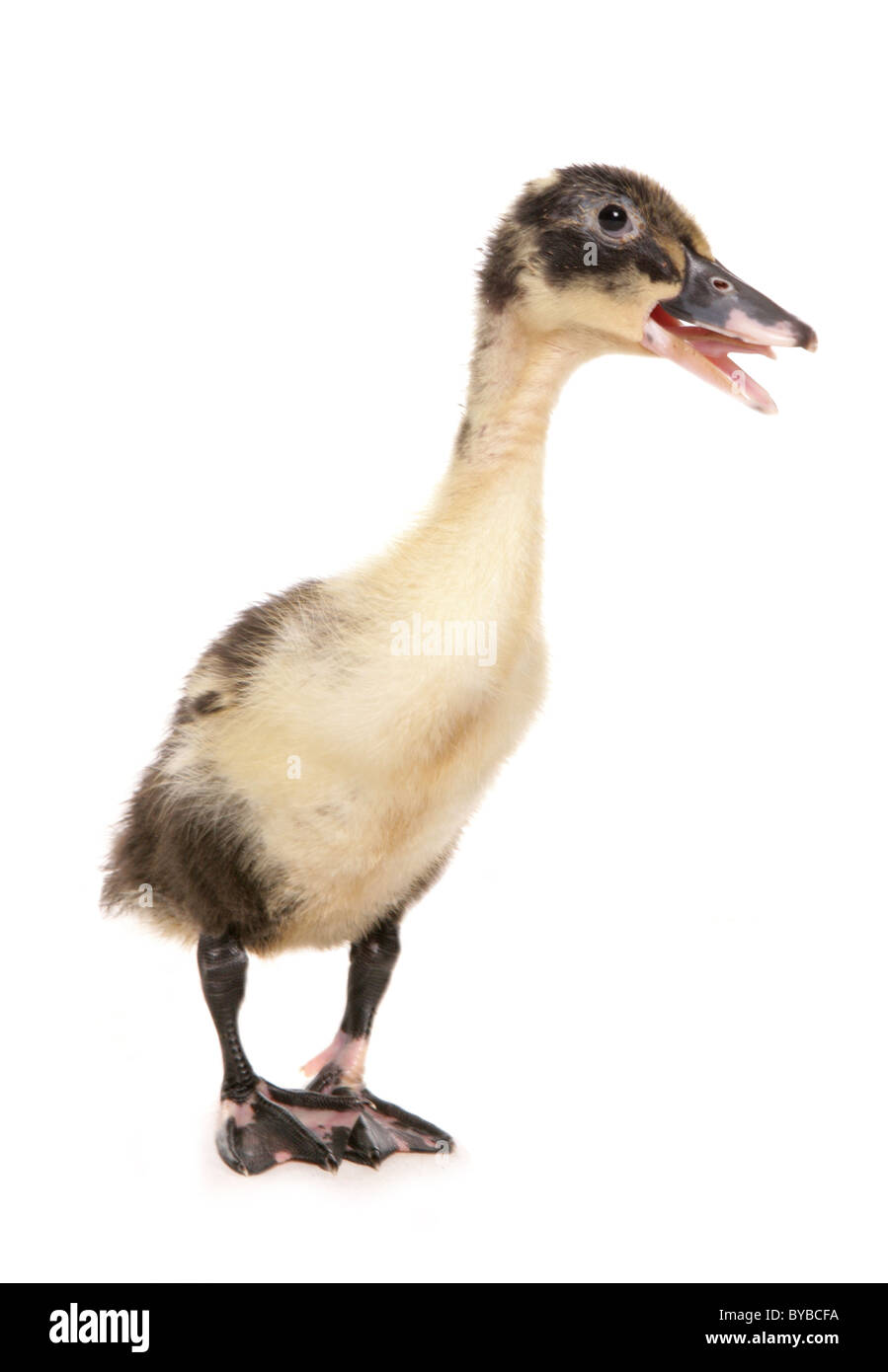 Female indian runner duck hi-res stock photography and images - Alamy