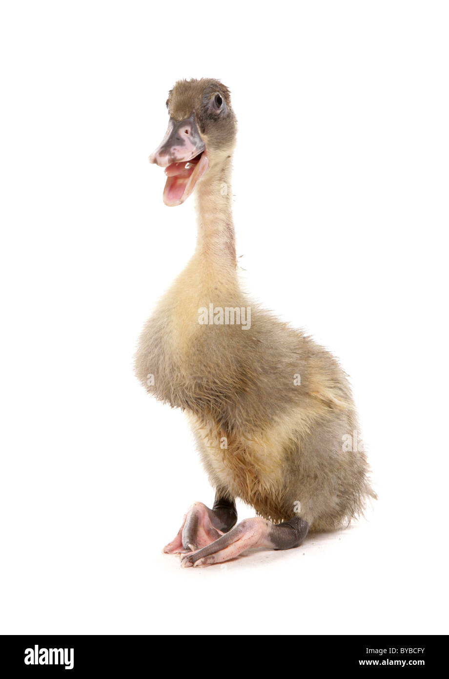 Female indian runner duck hi-res stock photography and images - Alamy