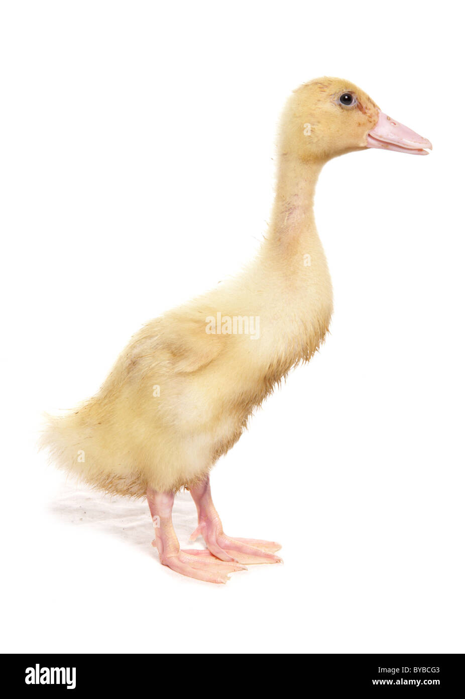 Female indian runner duck hi-res stock photography and images - Alamy