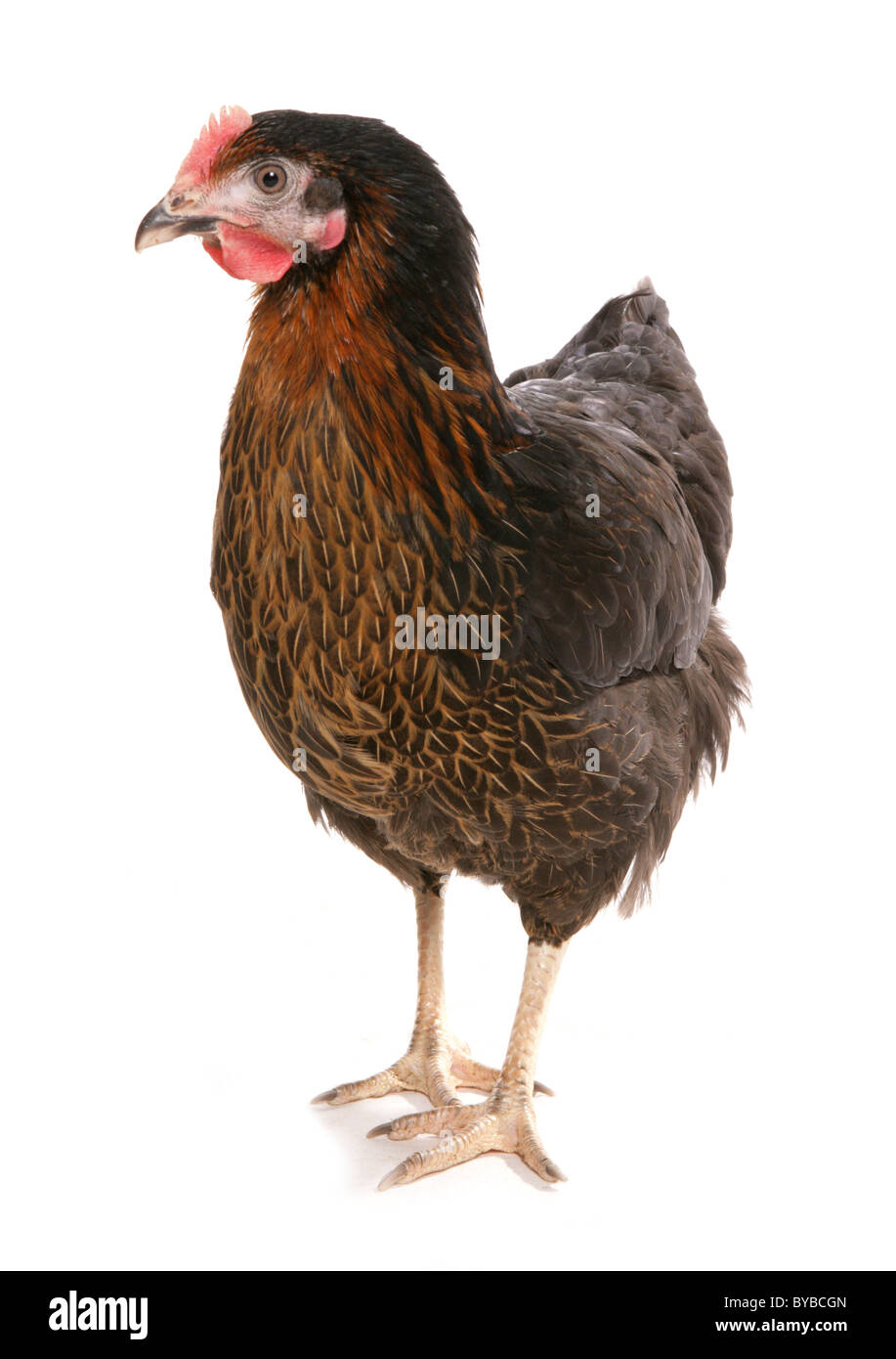 Black Hen Gallus gallus domesticus standing in a studio Stock Photo - Alamy
