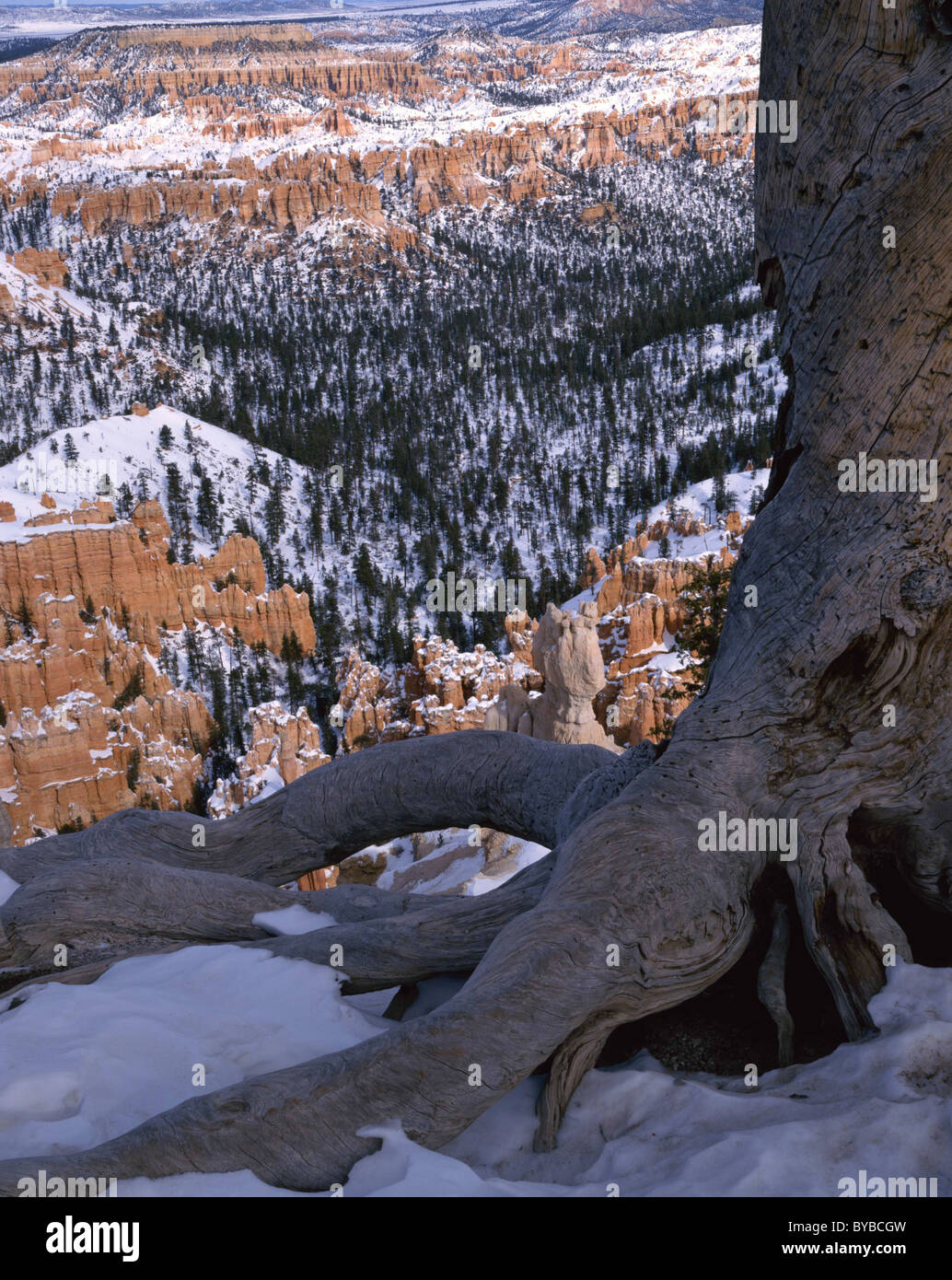 Rock Formations, Winter, Tree, Snow, Bryce Canyon National Park, Utah ...